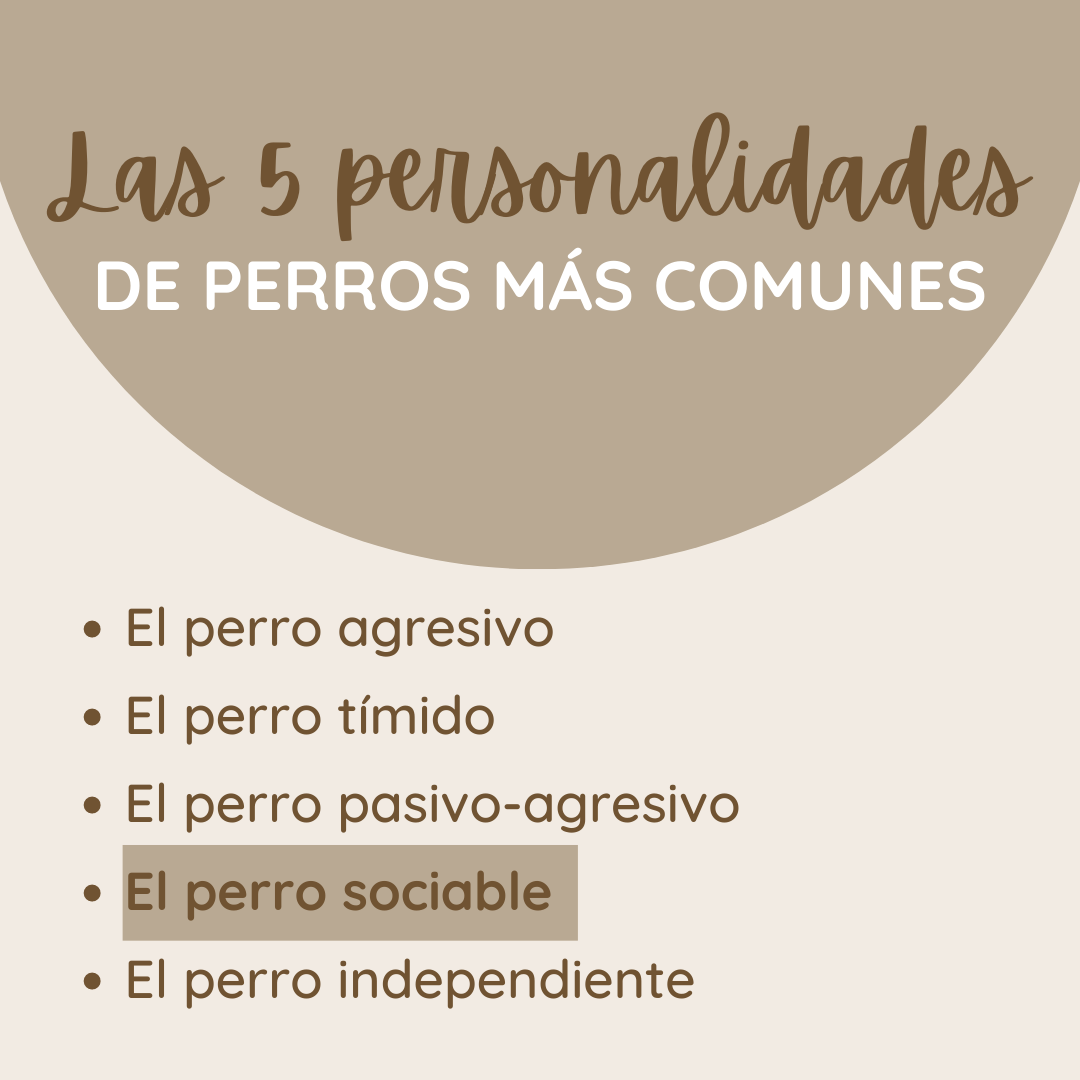 Las 5 personalidades en los perros: SOCIABLE - L'Argenteria