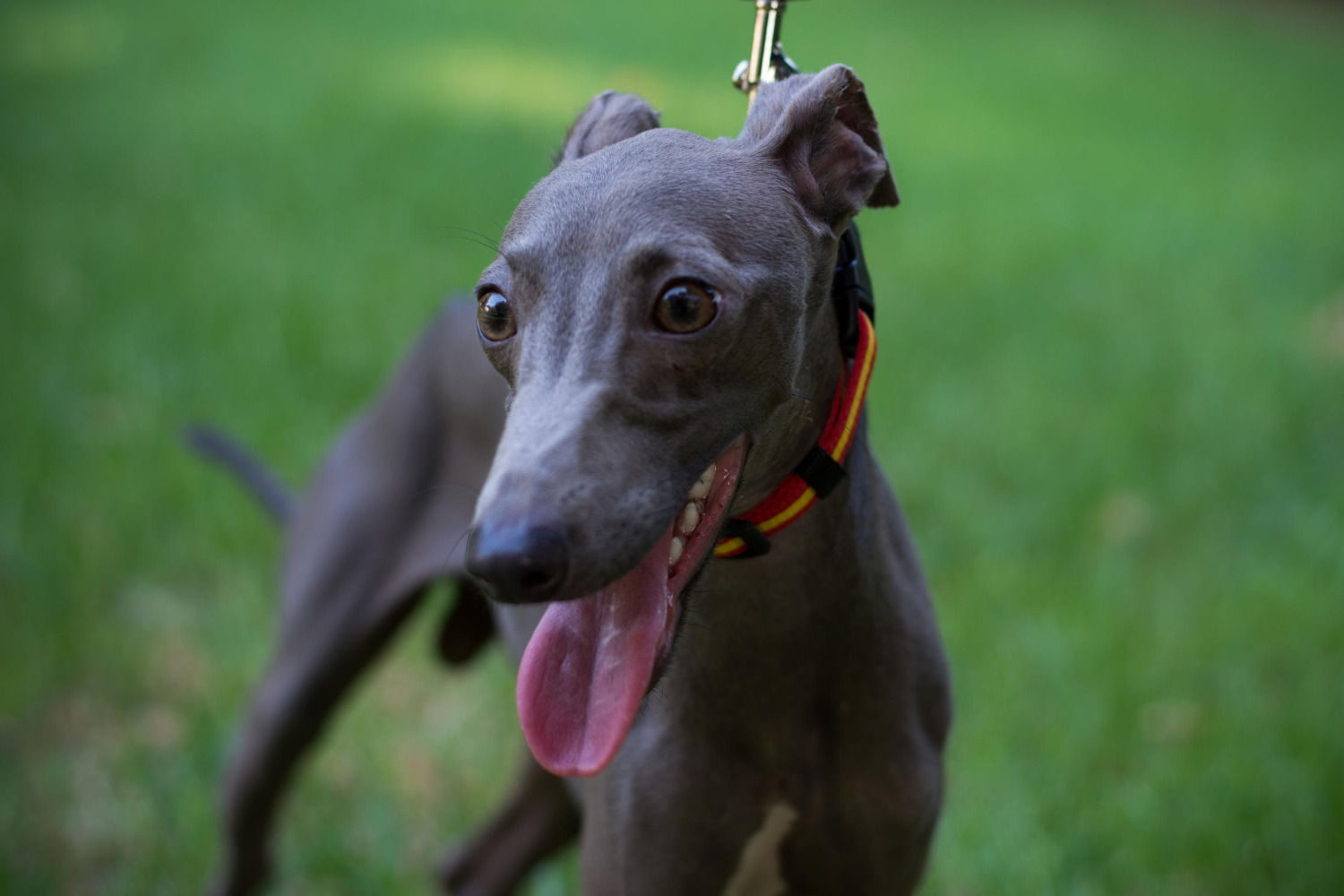 Estándar del Lebrel según la FCI - L'Argenteria