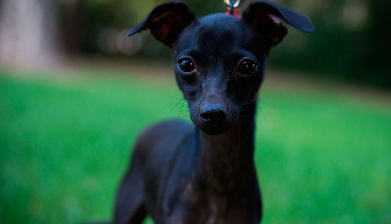 ¿Qué es la capa de un perro? - L'Argenteria