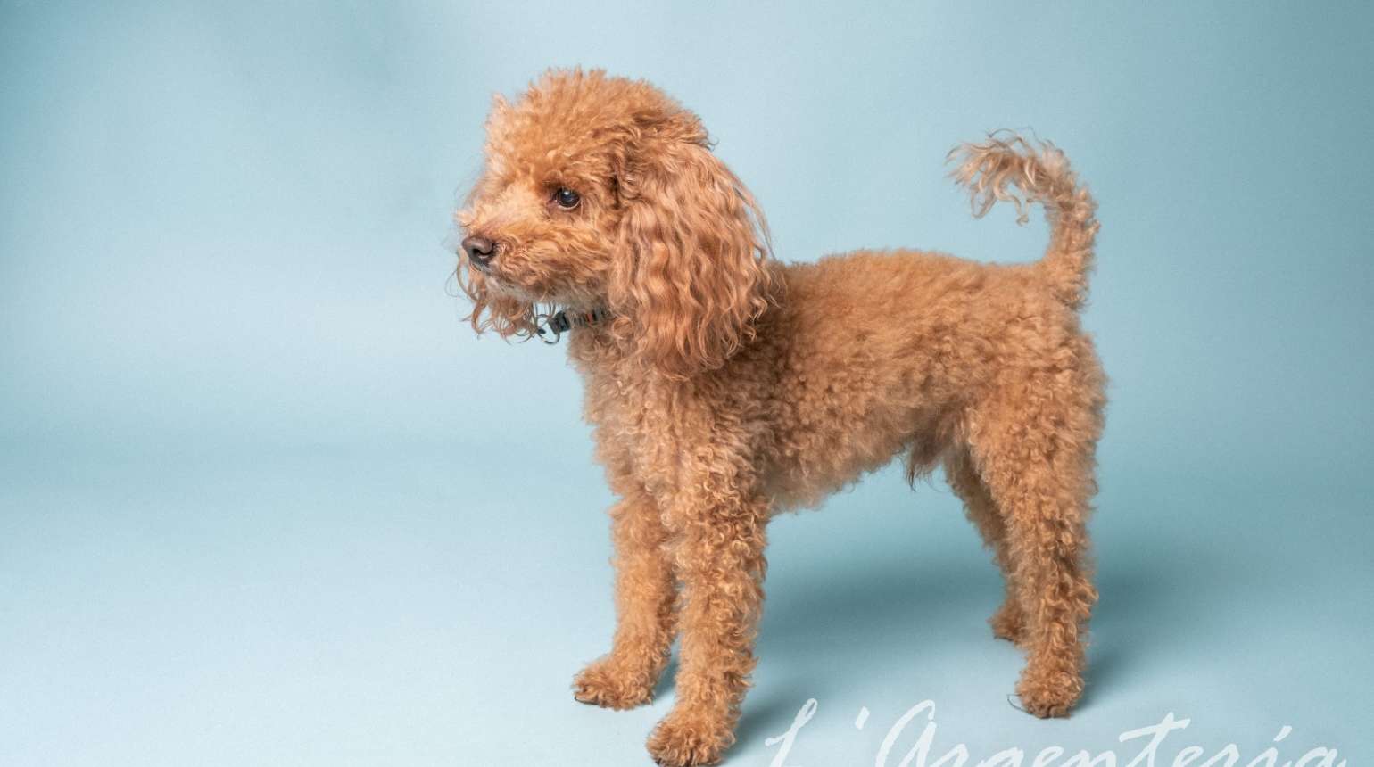 Top 5 perros más elegantes - L'Argenteria