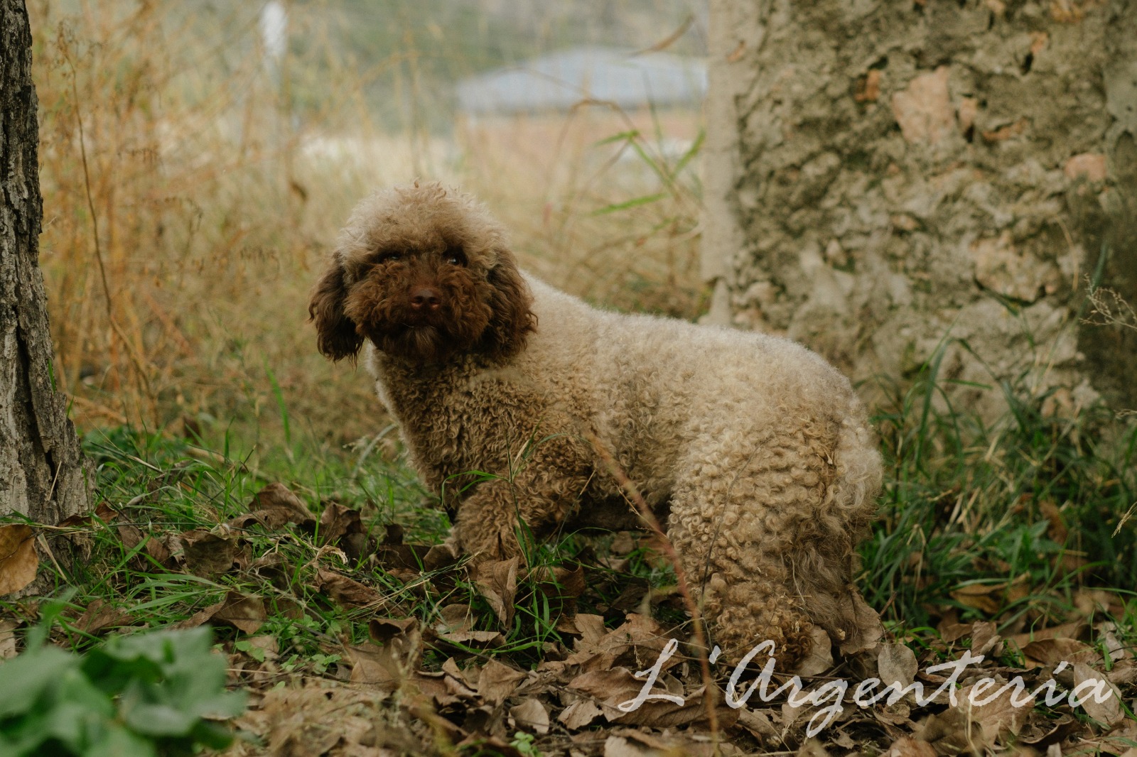¿Qué es la capa de un perro? - L'Argenteria