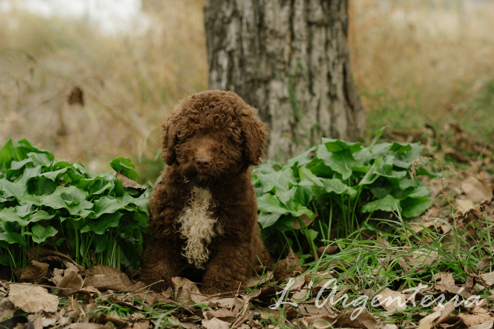 Razas de perro españolas: cuáles son - L'Argenteria