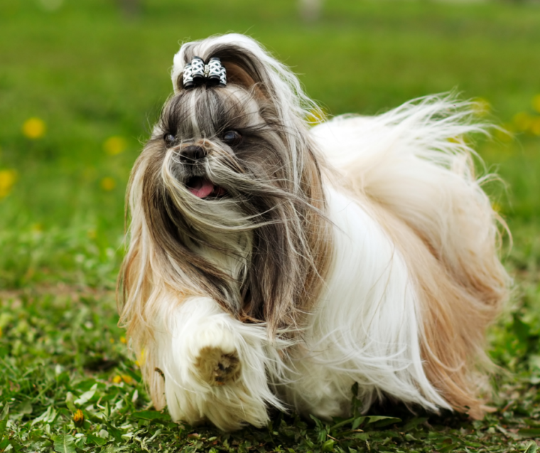 Top 5 perros más elegantes - L'Argenteria