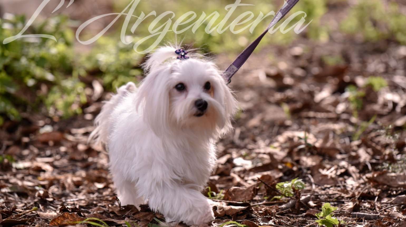 ¿Por qué mi perro tiene una calva? - L'Argenteria