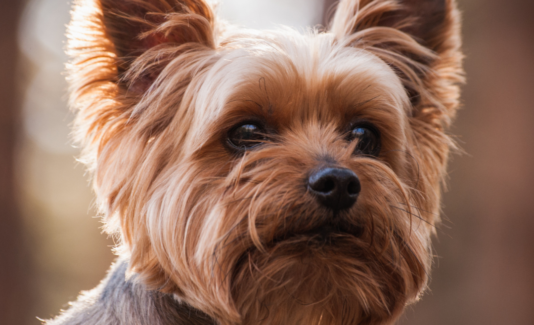 Estándar del Yorkshire según la FCI - L'Argenteria