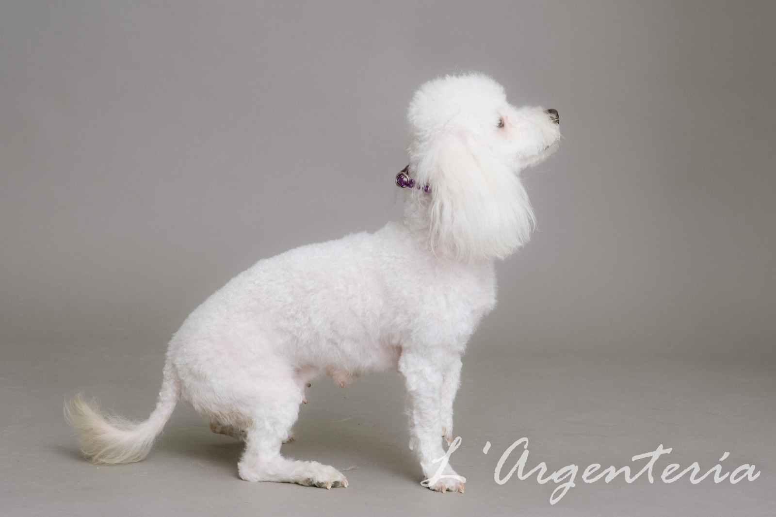 Top 5 perros más elegantes - L'Argenteria