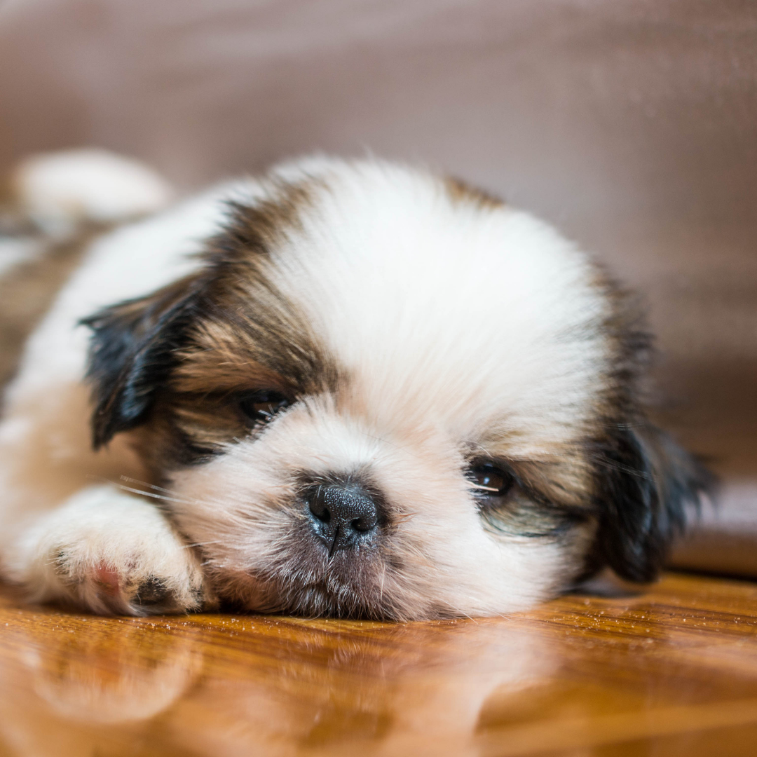 Alimentación adecuada a tu Shih Tzu - L'Argenteria
